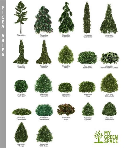 Yew Tree Facts Types Identification Diseases Pictures Artofit