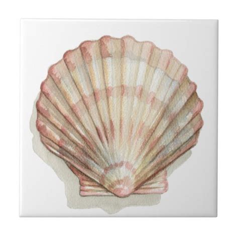 Pink And Cream Seashell Tile Zazzle Sea Shells Acrylic Prints