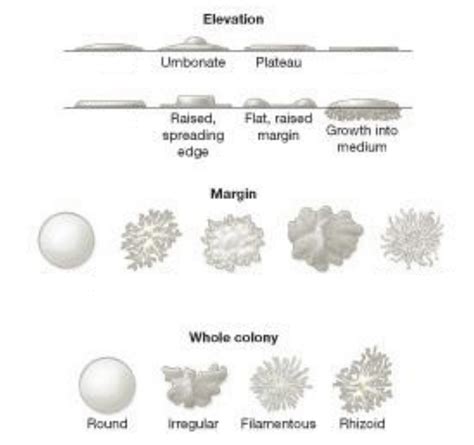 Microbial Growth And Aerotolerance Diagram Quizlet