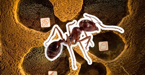 Understanding Structure And Hierarchy Of An Ant Colony