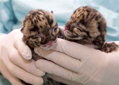 Newborn Leopard Cubs