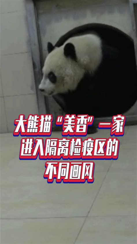 大熊猫 美香”一家进入隔离检疫区的不同画风熊猫 美香一家 国是论坛凤凰网视频凤凰网