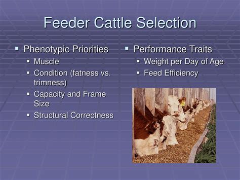 Ppt Beef Cattle Selection Selecting Feeder Cattle Breeding Heifers And Bulls Powerpoint