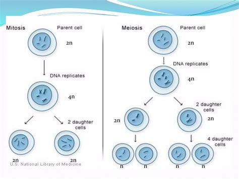 Mitosis Meiosis And Inheritance Ppt