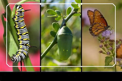 Queen Butterfly Vs Monarch