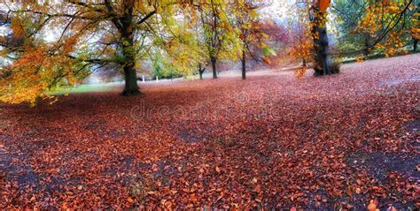 Treescape Of Red And Gold Autumn Colour Stock Image Image Of Nature Carpetofleaves