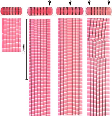 Space Horizontal Time Vertical Plots Of Observed Time Evolution Of