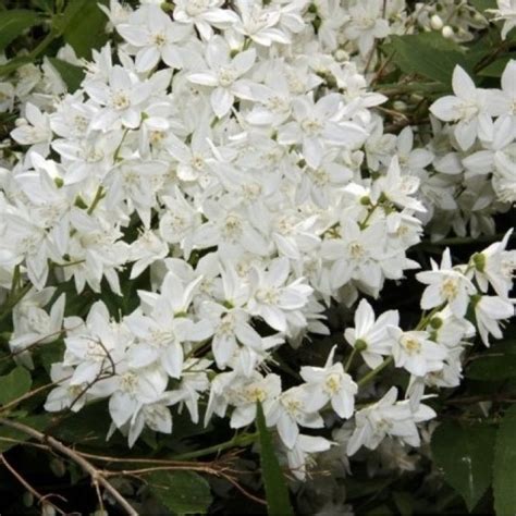 Deutzia Gracilis Nikko White Deutzia