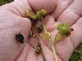 Categorymedicago Polymorpha Fruit Wikimedia Commons