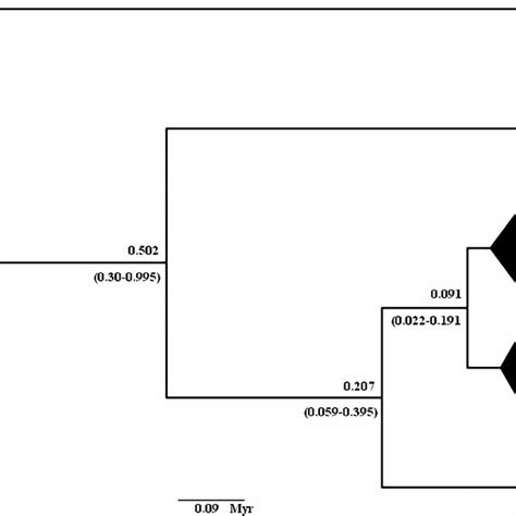 Bayesian Inference Tree Produced From Combined D Loop And Cyt B Gene