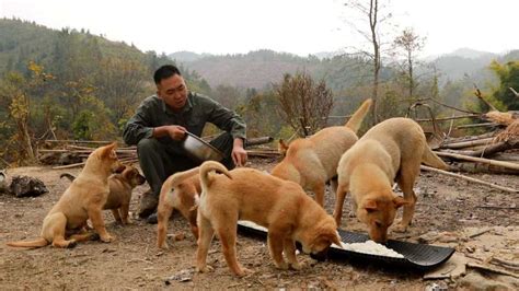农村大米加火腿阿园家的小中华田园犬贼幸福餐餐管到饱 大自然 呆萌 好看视频