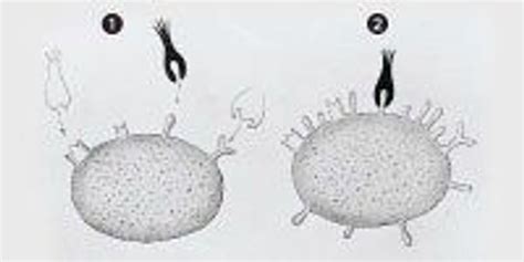 Side Chain Theory Circa The Scientist