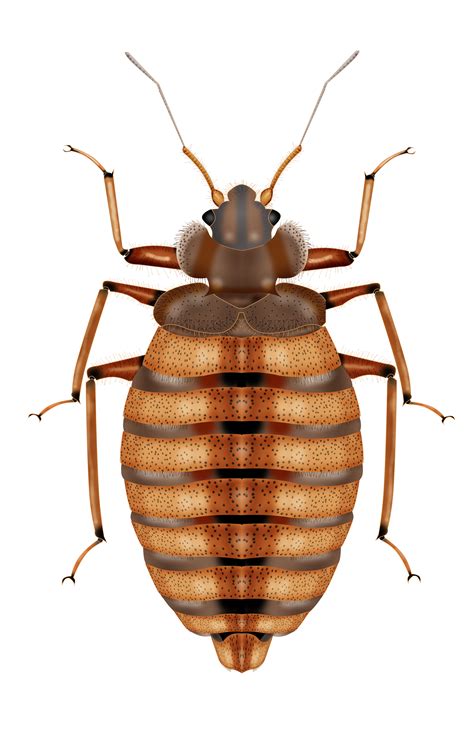 Bed Bug Detection What Should You Be Looking For