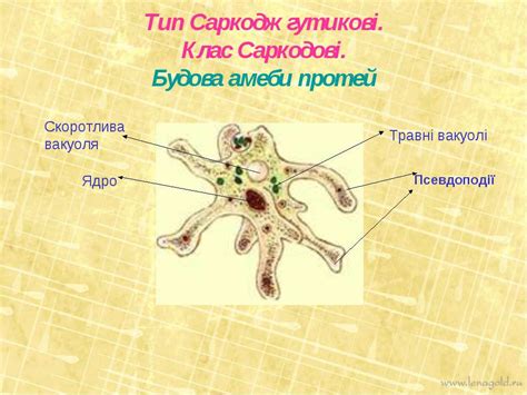 Найпростіші презентація з біології