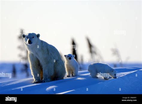 Polar Bears Ursus Maritimus Female And Cubs 3 Months Wapusk