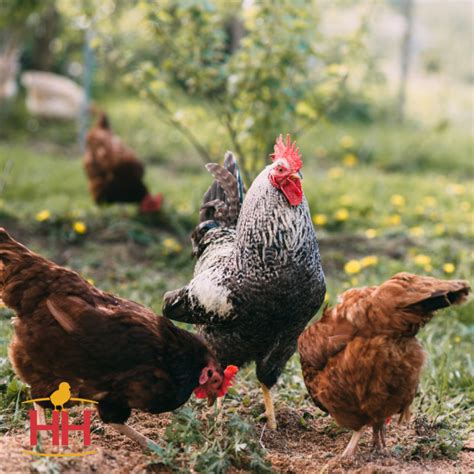 Hatchery Choice Egg Layer Hoovers Hatchery