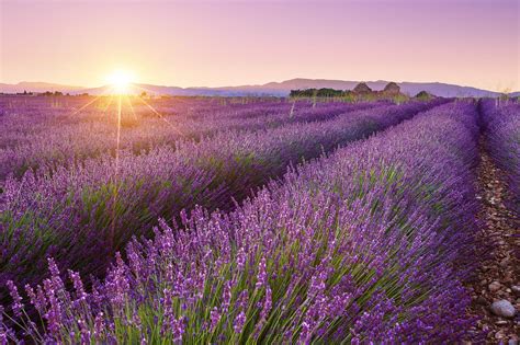 Lavender Fields