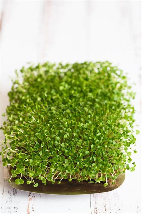 Close Up Of Basil Microgreens Sprouting Microgreens Seed Germination