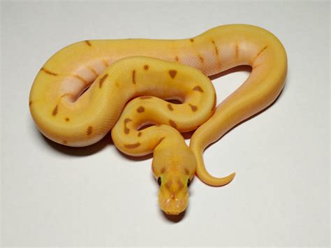 Banana Spider Morph Ball Python At Rosalind Caine Blog
