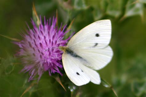Pieris Rapae Art Shapiros Butterfly Site