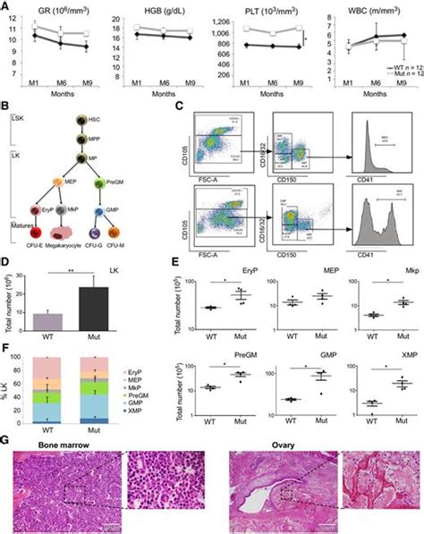 A Constitutional Activating Met Mutation Makes The Genetic Link Between