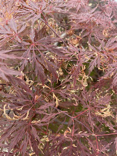 Orangeola Japanese Maple Leaf And Branch Issue Rplantclinic
