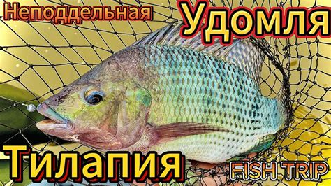 Неподдельная Удомля Youtube