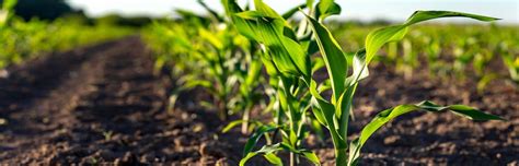 Agronomy Services Agronomy Services