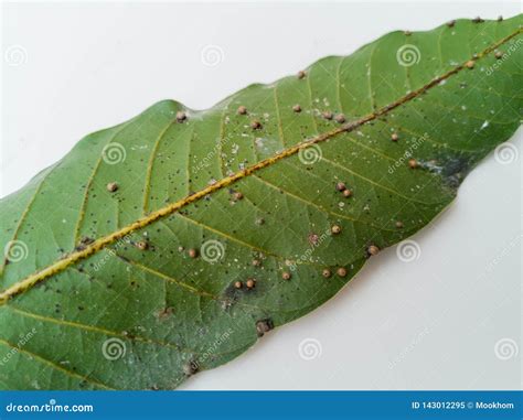 Plant Diseases And Damage On Mango Leaf Stock Image Image Of Plant