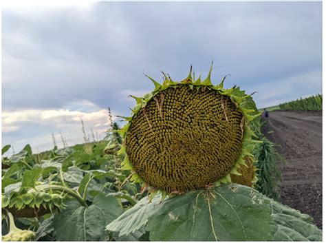 Github Alibgisrssunflower Seed Detection Using Image Processing And Machine Learning If You