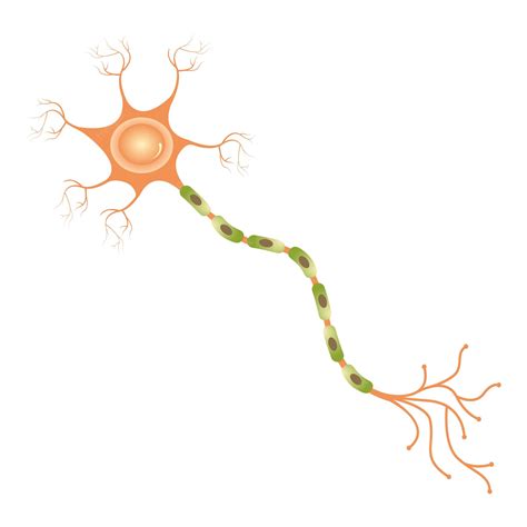 Premium Vector Science Vector Illustration Graphic Of A Motor Neuron