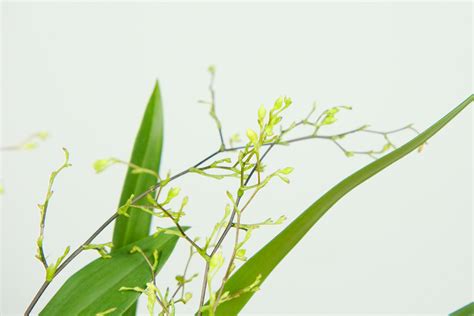 文心兰怎么施肥 花百科