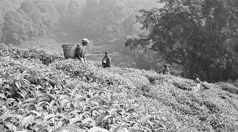 ရှမ်းပြည်နယ်မှထွက်ရှိသည့် အော်ဂဲနစ်လက်ဖက်ခြောက်များကို ဂျာမနီအပါအဝင် ဥရောပဈေးကွက်တို့သို့တင