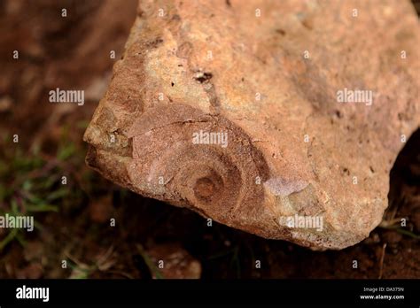 A Snail Fossil That Has An Anti Clockwise Spiral On Its Shell Showing That The Snail Was