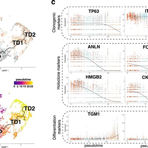 Single Cell Rna Seq Analysis Identifies A Unique Trajectory Among The Download Scientific