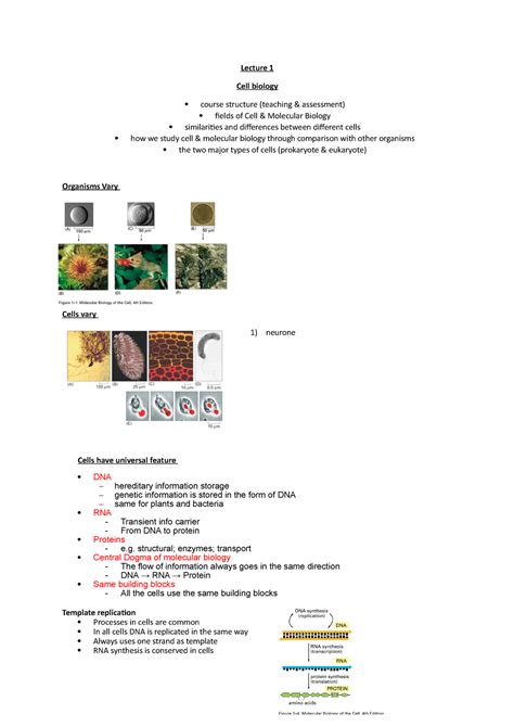 Lecture 1 Of Cell Biology Lecture 1 Cell Biology Course Structure Teaching Studocu