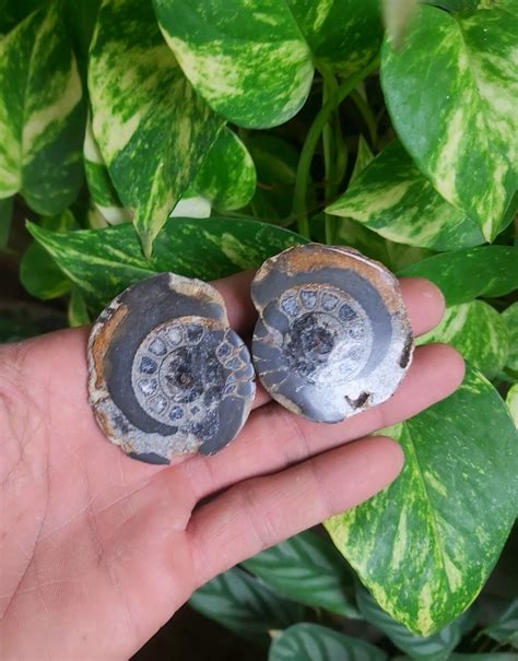 Natural Ammonite Fossil Conch Rare Items Etsy