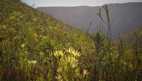 Fynbos Diversity Strength In Numbers The Fynbos Guy