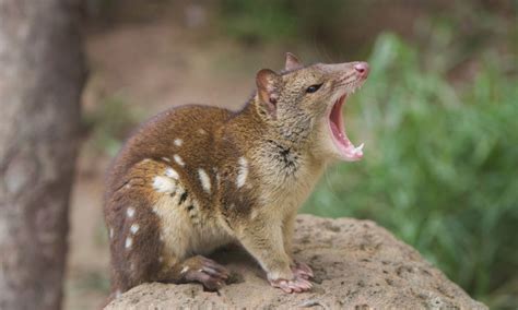 5 Surprising Facts About The Spotted Tailed Quoll Wwf Australia 5