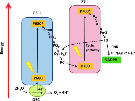 A Representation Of The Linear Non Cyclic Solid Line And Cyclic Download Scientific Diagram
