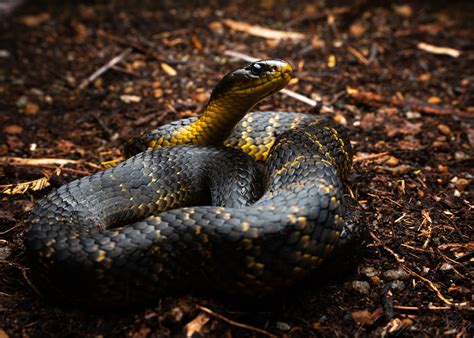 Tiger Snake Tasmania