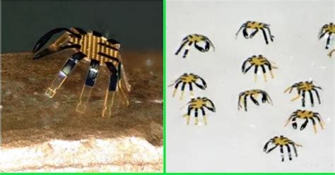 Worlds Smallest Remote Controlled Crab Robot May Be Used To Perform Surgeries