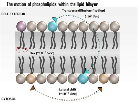 Phospholipids Bilayer
