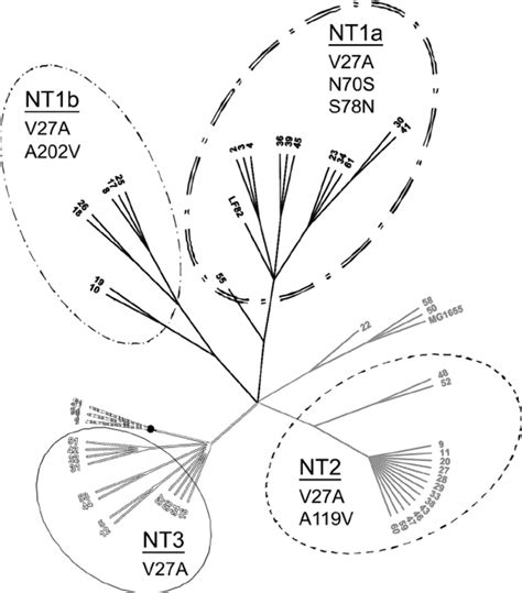 Bayesian Phylogenetic Tree A Bayesian Tree Generated By Geneious Download Scientific Diagram