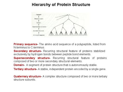 Protein Structure 2 Higher Order Protein Structures Hierarchy