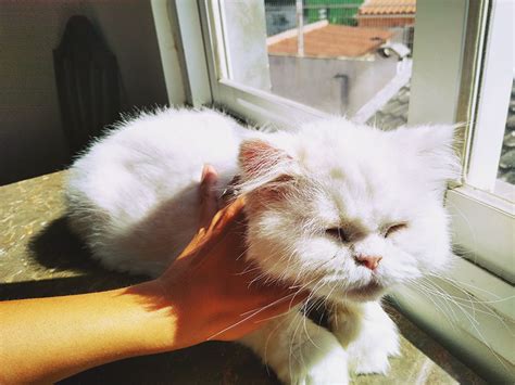 My Cats Hate Being Shaved Too How To Shave A Cat That Hates It