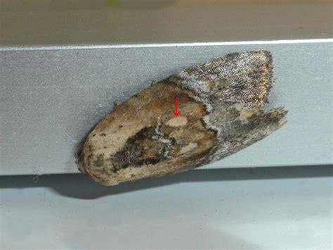 北茨城周辺の生き物 モンキコヤガ