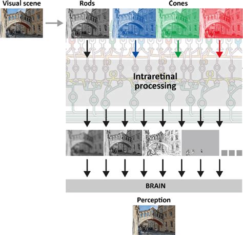 image processing in the retina the retina does not simply relay an download scientific diagram