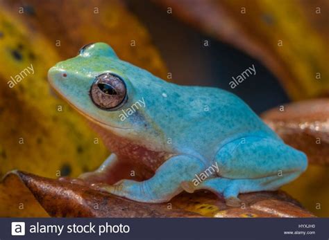 Лягушка квакша 72 фото