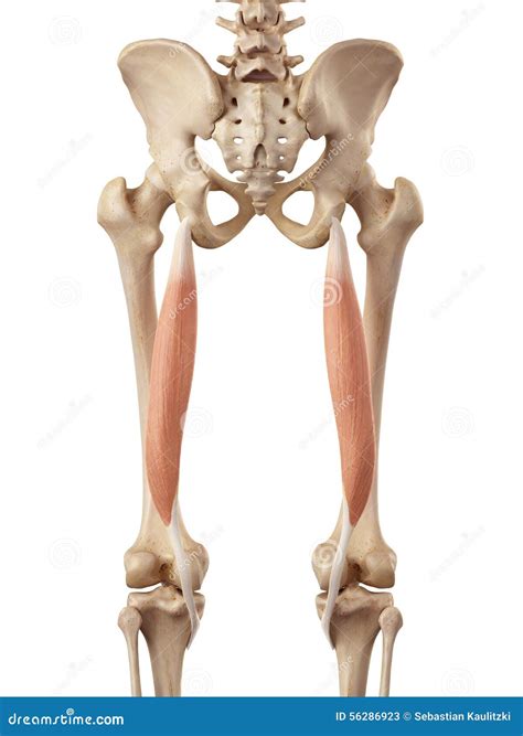 The Semitendinosus Royalty Free Illustration 39791661